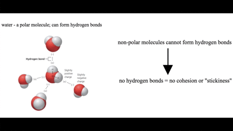 SOLVED:Explain why it is unlikely that life could exist on a planet ...