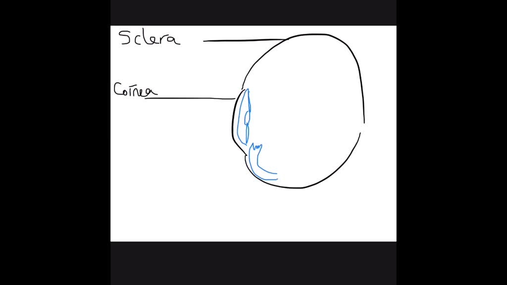 Label The Parts Of The Human Eye In This Diagram SolvedLib