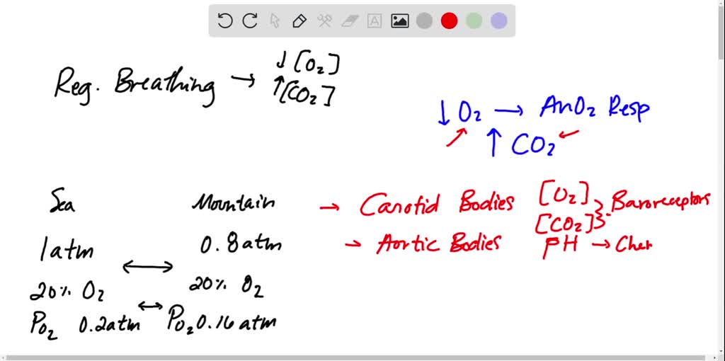 One breathing pattern is characterized by periods of apnea followed by ...