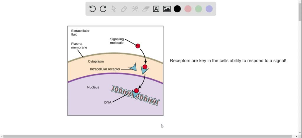 SOLVED:The major difference between a cell that responds to a signal ...