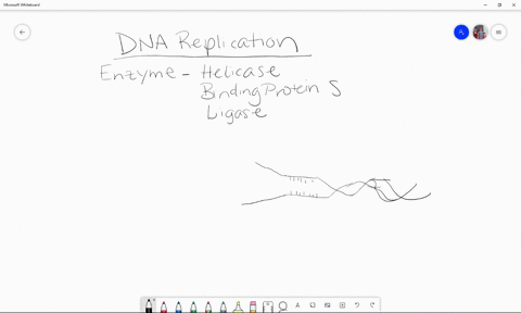 SOLVED: "This diagram shows the functions of different enzymes during ...