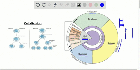 SOLVED:Why is it important that DNA replication take place before cell ...