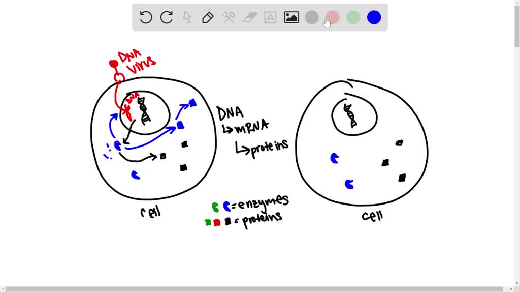 SOLVED:RNA viruses require their own supply of certain enzymes because ...