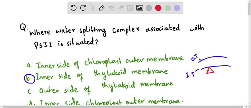SOLVED:Where water splitting complex associated with PS II is situated ...