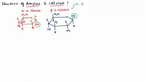 SOLVED:Amylose and cellulose both are liner polymers of glucose. The ...