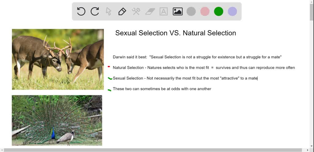 SOLVED:What is sexual selection? How is sexual selection similar to and ...