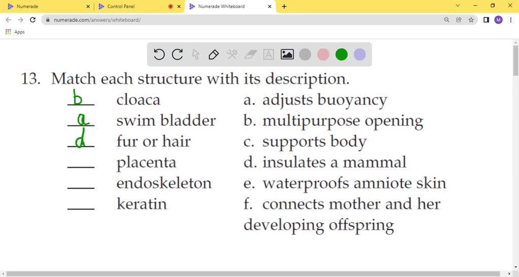 Match each structure with its description. cloaca a. adjusts buoyancy swim bladder b ...