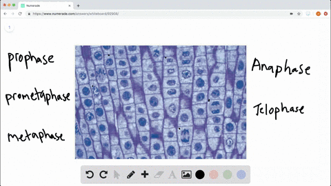 SOLVED:VISUAL SKILLS The light micrograph shows dividing cells near the tip of an onion root ...