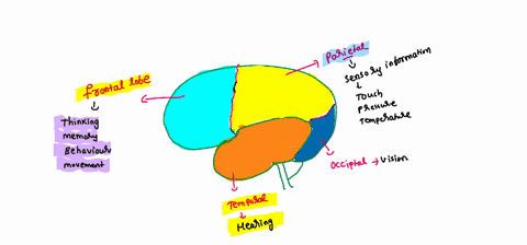 SOLVED:Draw the brain from the left side, labeling the major lobes.
