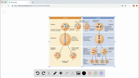 Meiosis and Sexual Life Cycles | Campbell Biology…