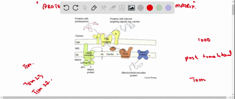 SOLVED:Design a set of experiments using chimeric proteins, composed of ...