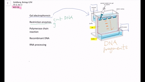 SOLVED: Which of the following techniques is used to separate DNA ...