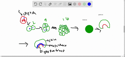 SOLVED:Open Ended Construct a working model of cell differentiation ...