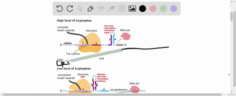 SOLVED:The rate of transcription of the t r p operon in E. coli is ...