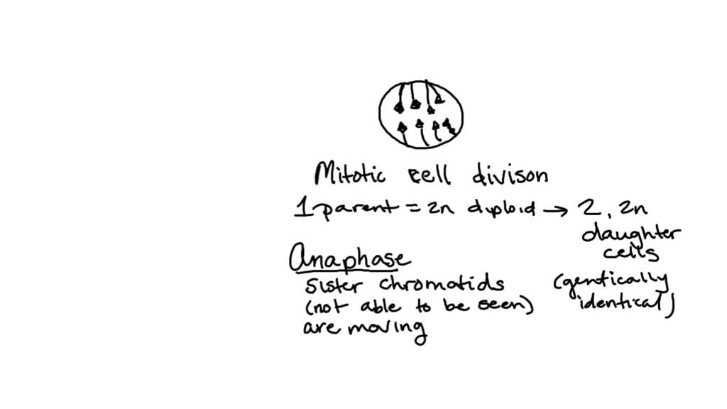 SOLVED:One of the first microscopic observations of chromosomes in cell ...