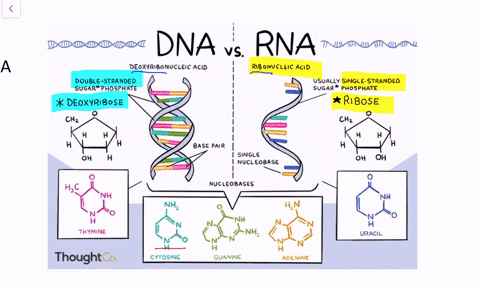 SOLVED:If guanine makes up 28 percent of the nucleotides in a sample of ...