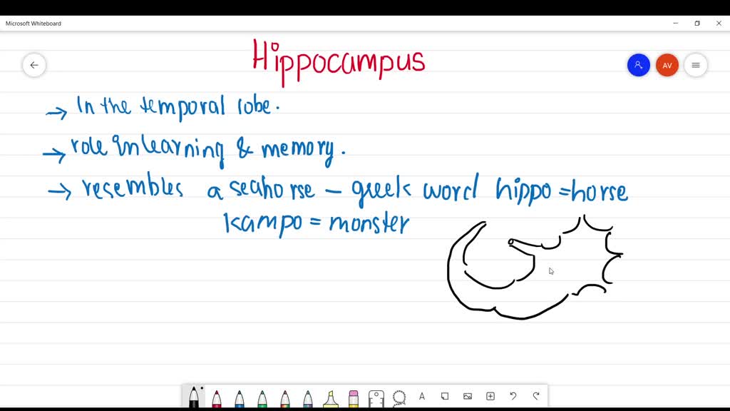 The limbic system structure that resembles a sea horse and that plays ...