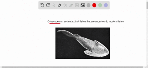SOLVED:Which ancient extinct fishes are ancestors to modern fishes? A ...