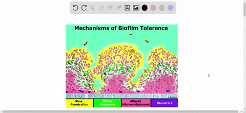 SOLVED:Compared to free-floating bacteria, bacteria in biofilms often ...