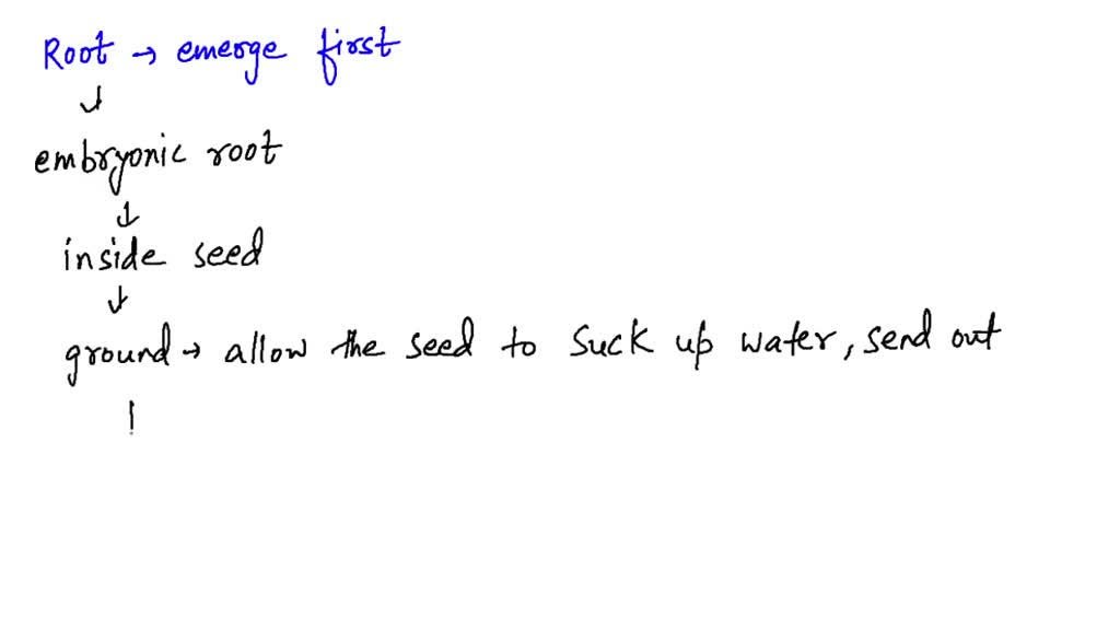 Why does the root (actually the radicle) of the embryo emerge first ...