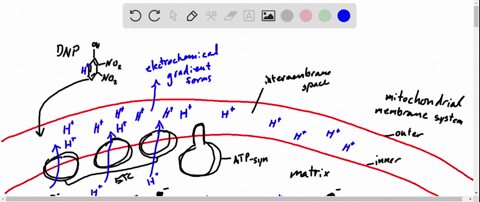 SOLVED:Lipid-soluble compounds such as dinitrophenol (DNP) uncouple ...
