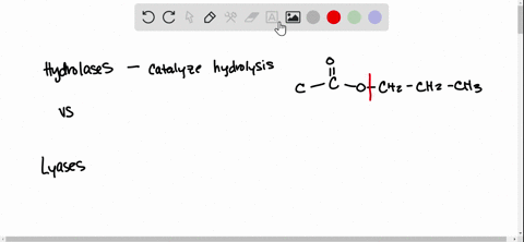 SOLVED:Both lyases and hydrolases catalyze reactions involving water ...