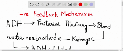 SOLVED:Give two examples of negative feedback loops in the endocrine ...