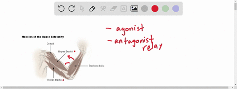 SOLVED:Skeletal muscles are able to shift functions, sometimes acting ...