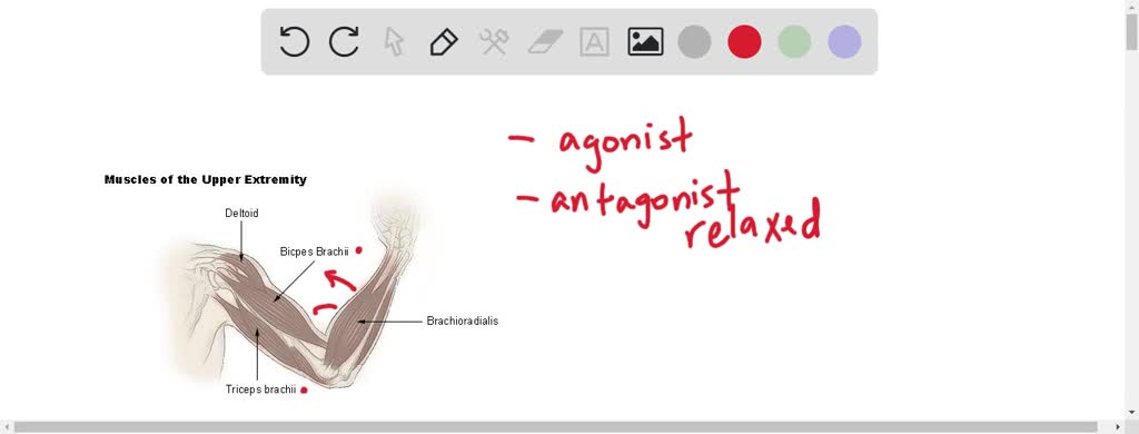 SOLVED:Skeletal muscles are able to shift functions, sometimes acting ...