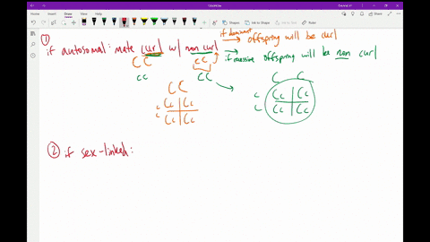 SOLVED:In 1981 , a stray black cat with unusual rounded, curled-back ...