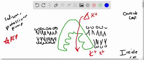 ⏩SOLVED:A drug is given that blocks all sodium channels and… | Numerade