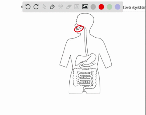 Chapter 23, Digestion and Excretion Video Solutions, Biology Today and ...