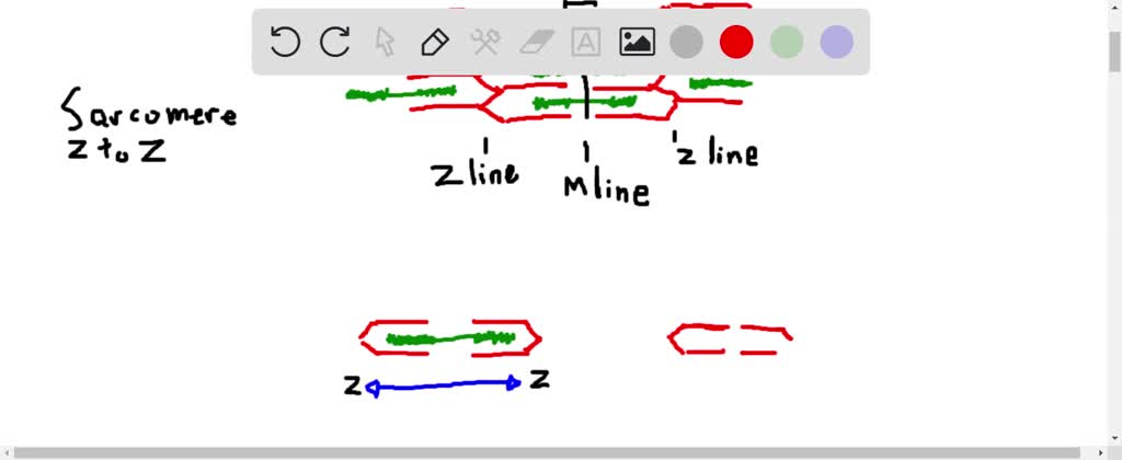 SOLVED:The sliding filament contractile mechanism: a. causes thin ...
