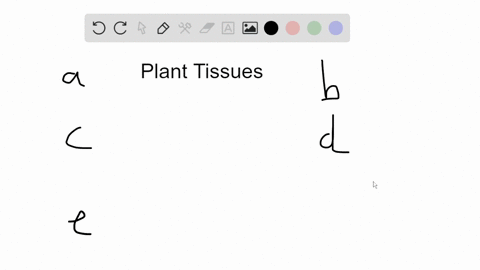 ⏩SOLVED:Identify the correct pairing of a plant tissue and its… | Numerade