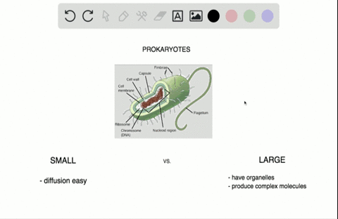 ⏩SOLVED:Prokaryotic cells are much smaller than eukaryotic cells ...