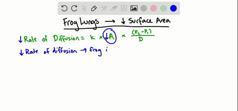SOLVED:Frog lungs have lower surface area for gas exchange than ...