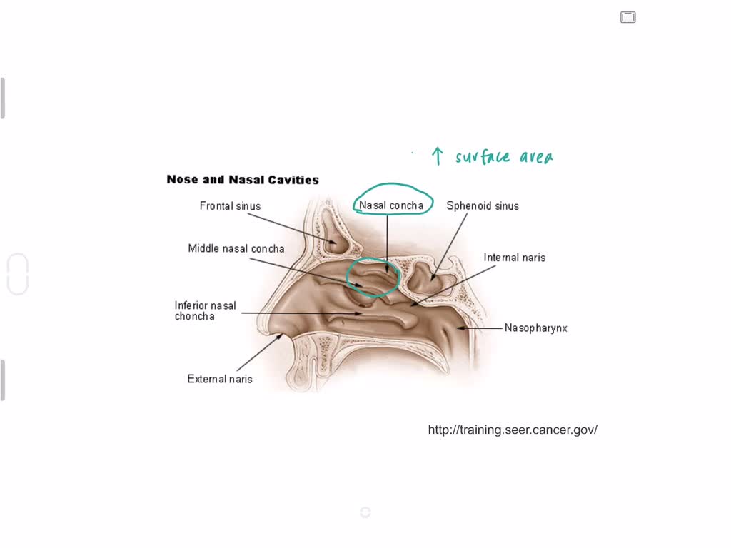 SOLVED:What is the function of the conchae in the nasal cavity? a ...