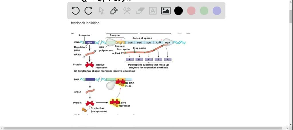 Distinguish between (a) repression and (b) feedback inhibition caused ...