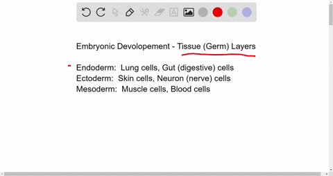 SOLVED:Name two structures derived from each of the three embryonic ...