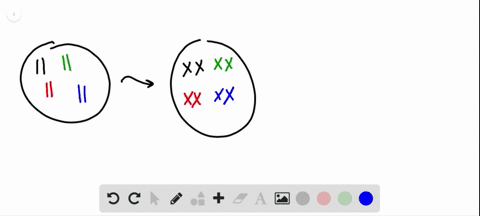 SOLVED:A diploid body (somatic) cell from a fruit fly contains eight ...