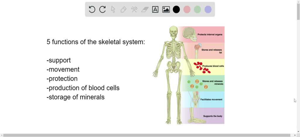 SOLVED List Three Or More Functions Of The Skeletal System Other Than 
