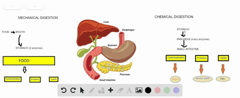 SOLVED:Most chemical digestion occurs in the as a result of the ...