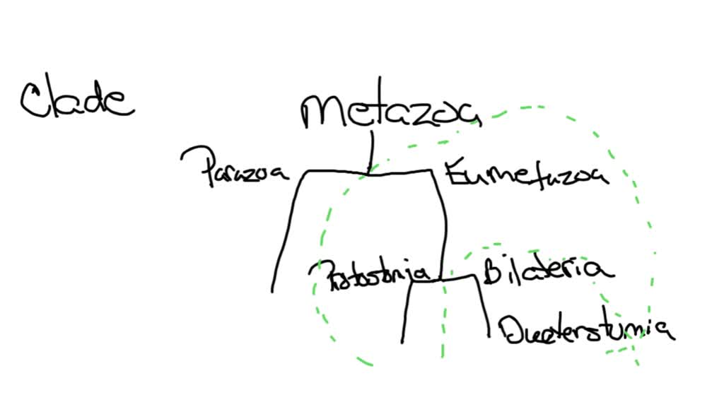 SOLVED:Which clade does not include echinoderms? a. protostomia b ...