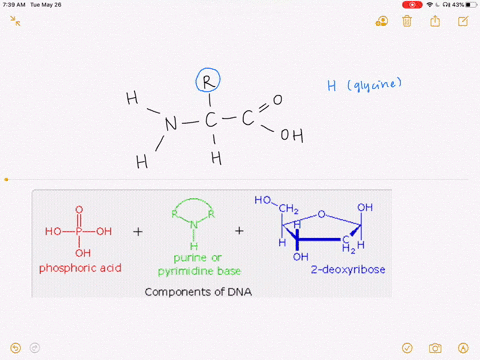 SOLVED:How does the polarity of the \mathrm{R} group in leucine compare ...