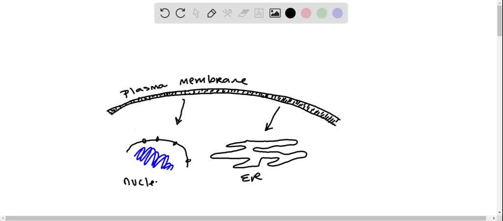 SOLVED:Infoldings of the plasma membrane into the cytoplasm of some ...