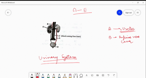 SOLVED:Refer the given figure of human urinary system and select the option that correctly ...