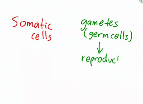 SOLVED:Explain the difference between somatic damage from radiation and ...