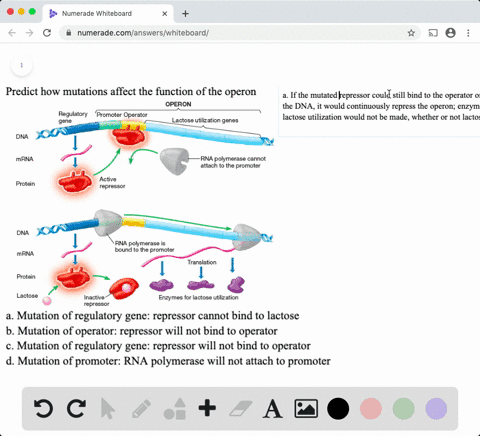 SOLVED: (6 pts) Several mutations of the lac operon have been identified. A bacterial mutant ...