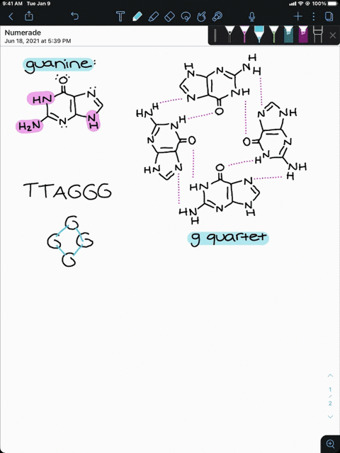 ⏩SOLVED:Show schematically how a single strand of four repeating ...