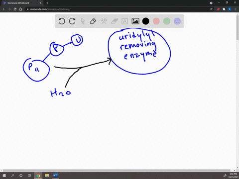 ⏩SOLVED:Diagram the error-prone bypass system in E. coli. | Numerade